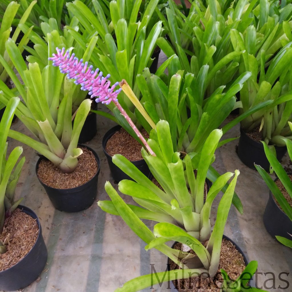 Bromelia Aechmea gamosepala - Milmesetas una finca de familia