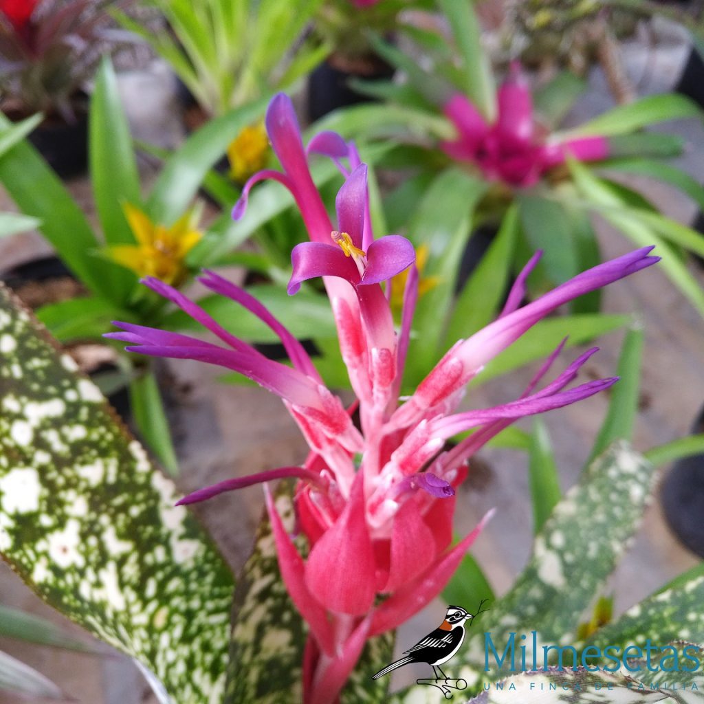 Bromelias archivos - Milmesetas una finca de familia